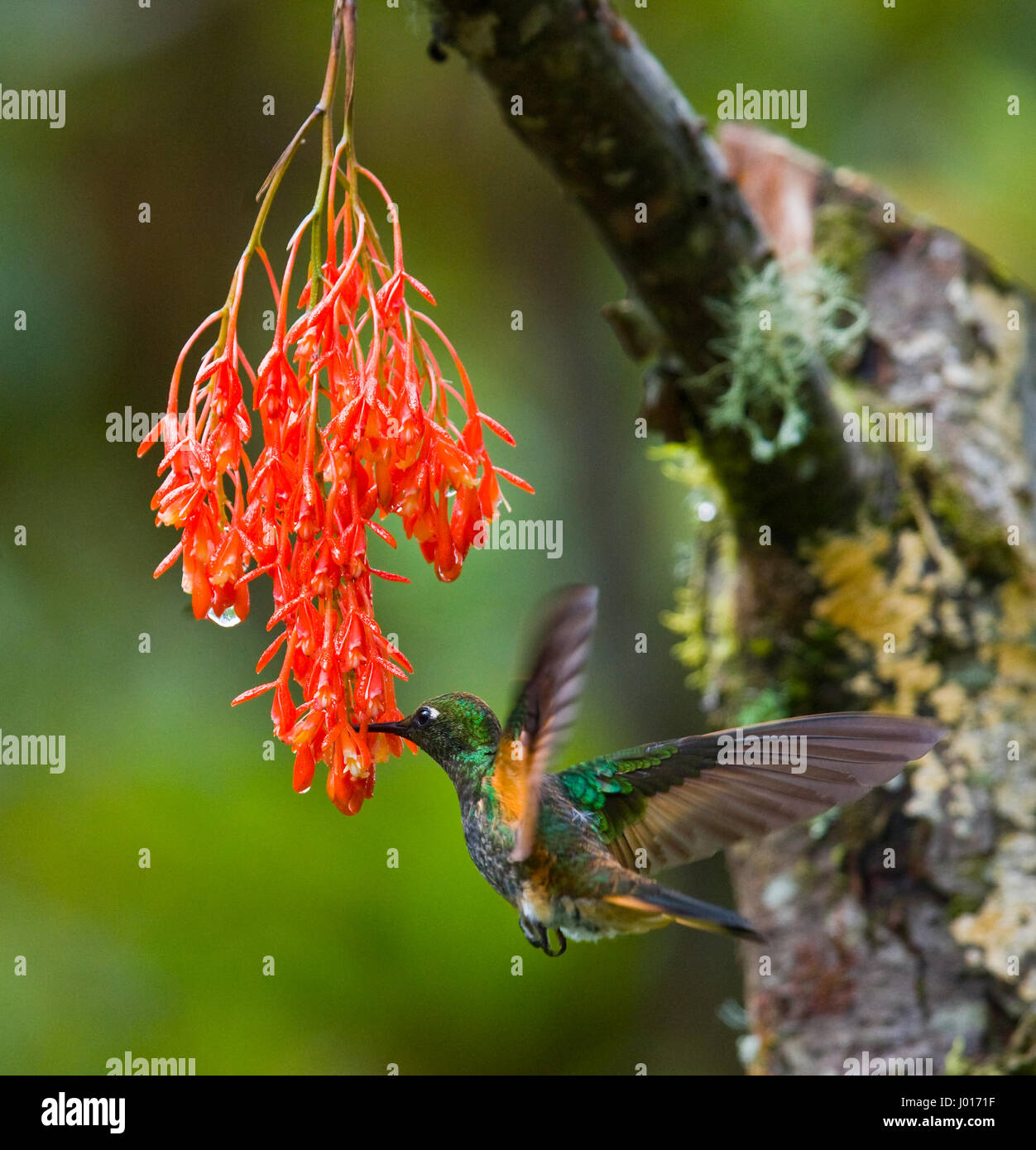 Hummingbird in flight at a flower. Ecuador. A tropical forest Stock ...