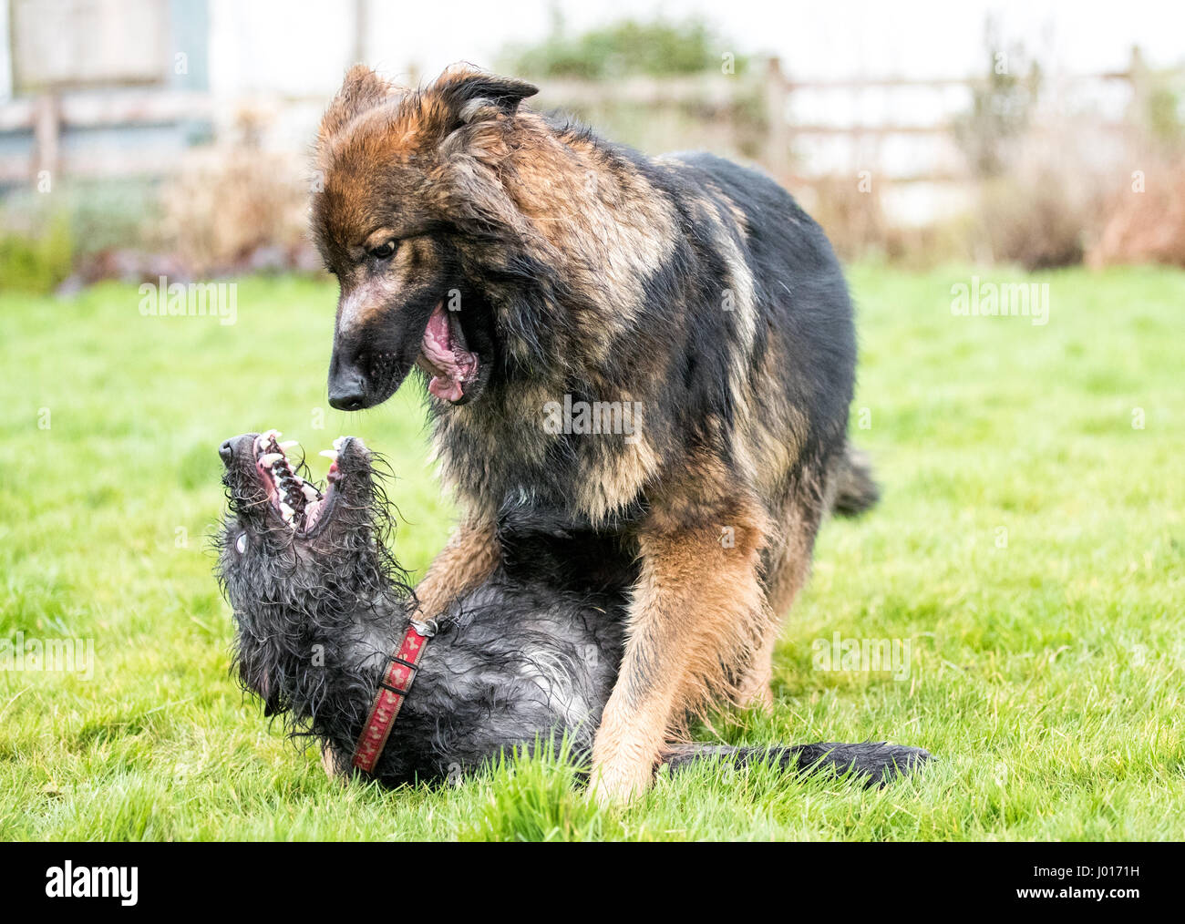 Two dogs having fun play fighting together for fun outside in a field ...