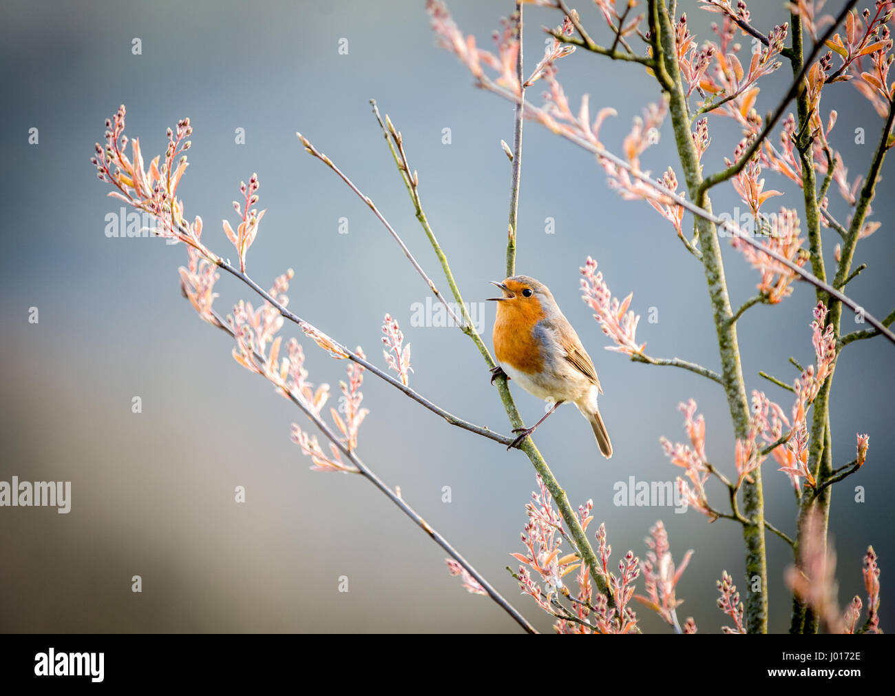 European robin singing in an Amelanchier tree in early spring Stock ...