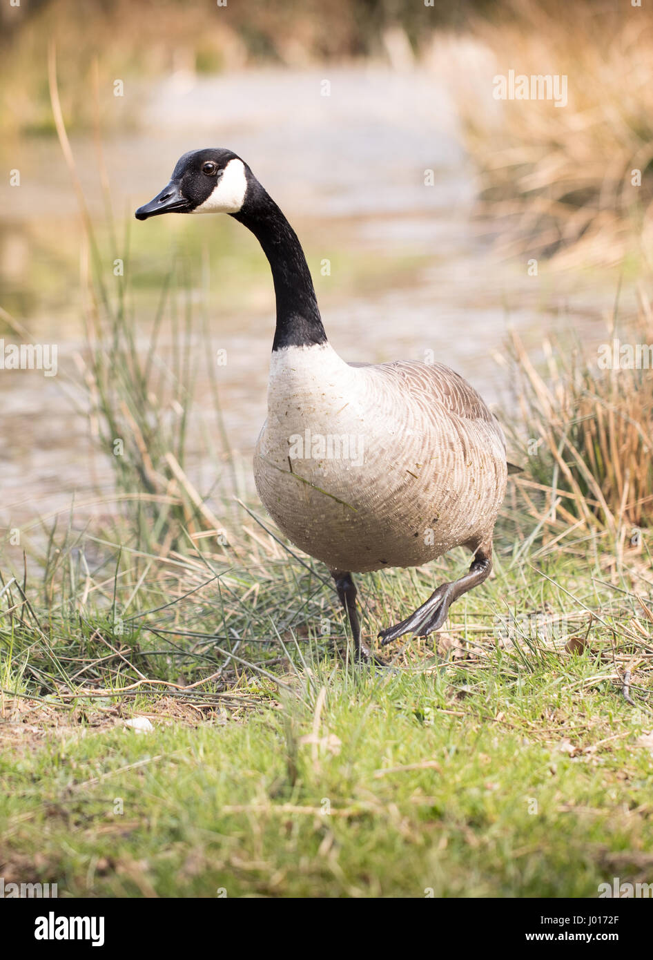 Real life setting hi-res stock photography and images - Alamy