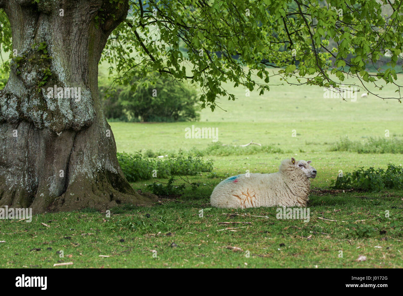 Sheep fields farming tree animal hi-res stock photography and images ...