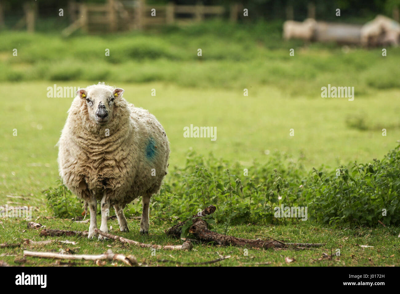 Adult sheep hi-res stock photography and images - Alamy