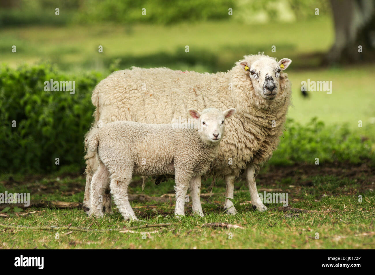 Mother ewe sheep with lamb grazing outside in a grassy field Stock ...
