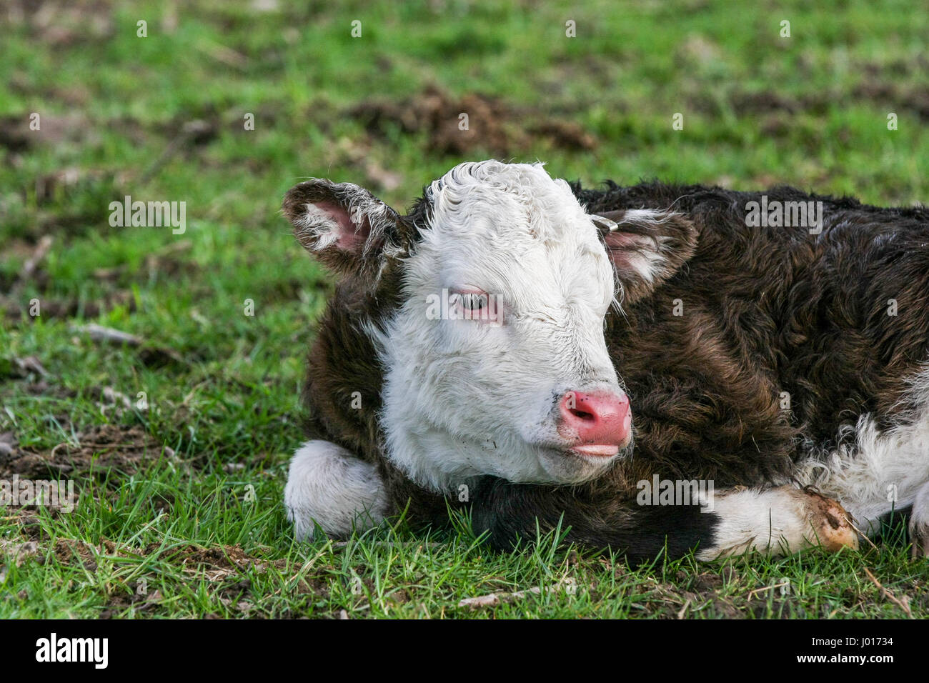 A young cow lying down on grass outdoors in a field on a British farm ...