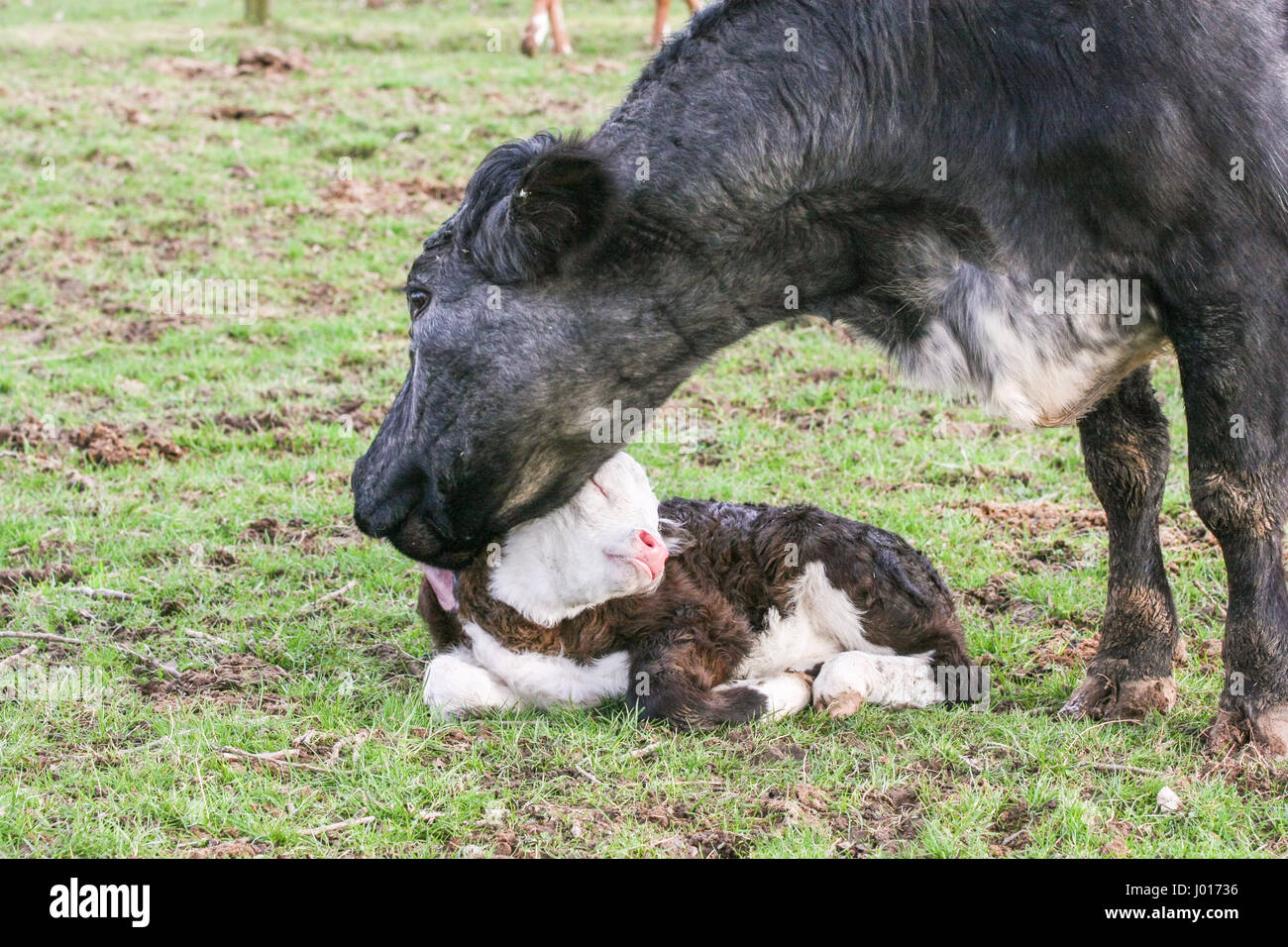 Mother cow caring for her calf outside on a English farm Stock Photo ...