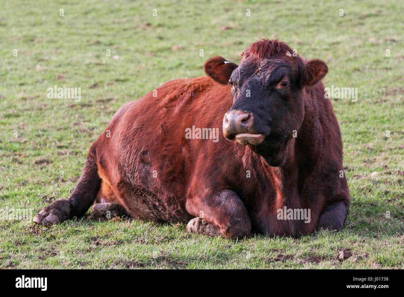 English cows lying down in field hi-res stock photography and images ...