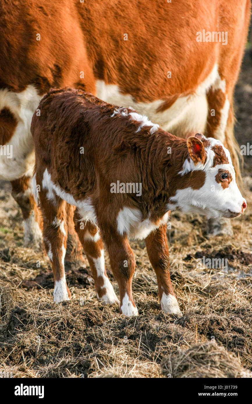 Upright vertical farmland hi-res stock photography and images - Alamy