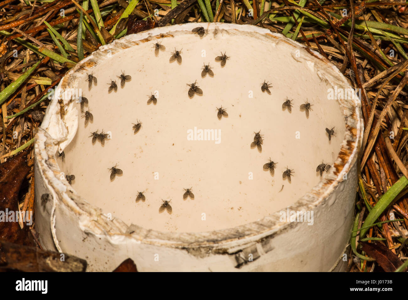 Pipe moth hi-res stock photography and images - Alamy
