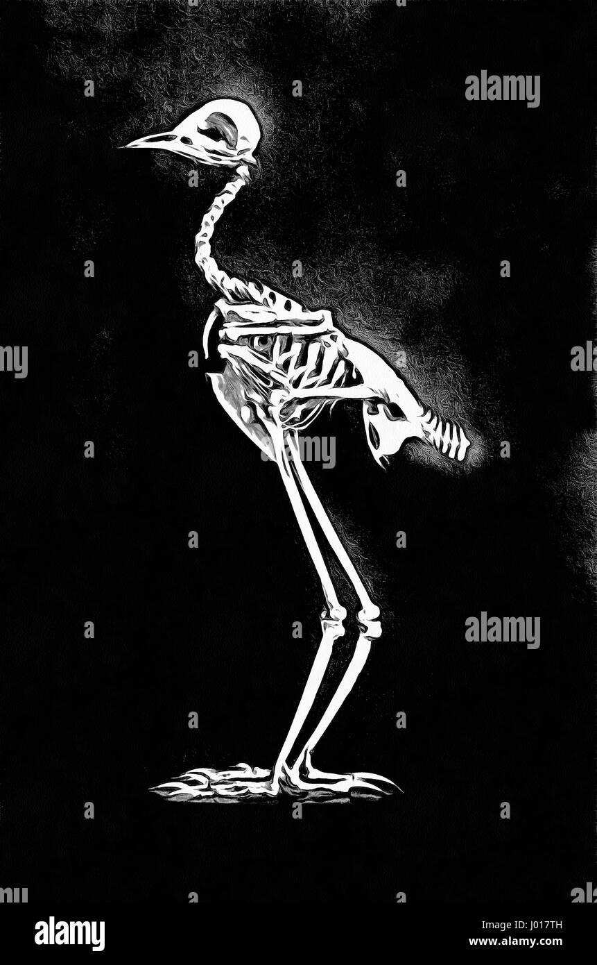 Bird skeleton images hi-res stock photography and images - Alamy