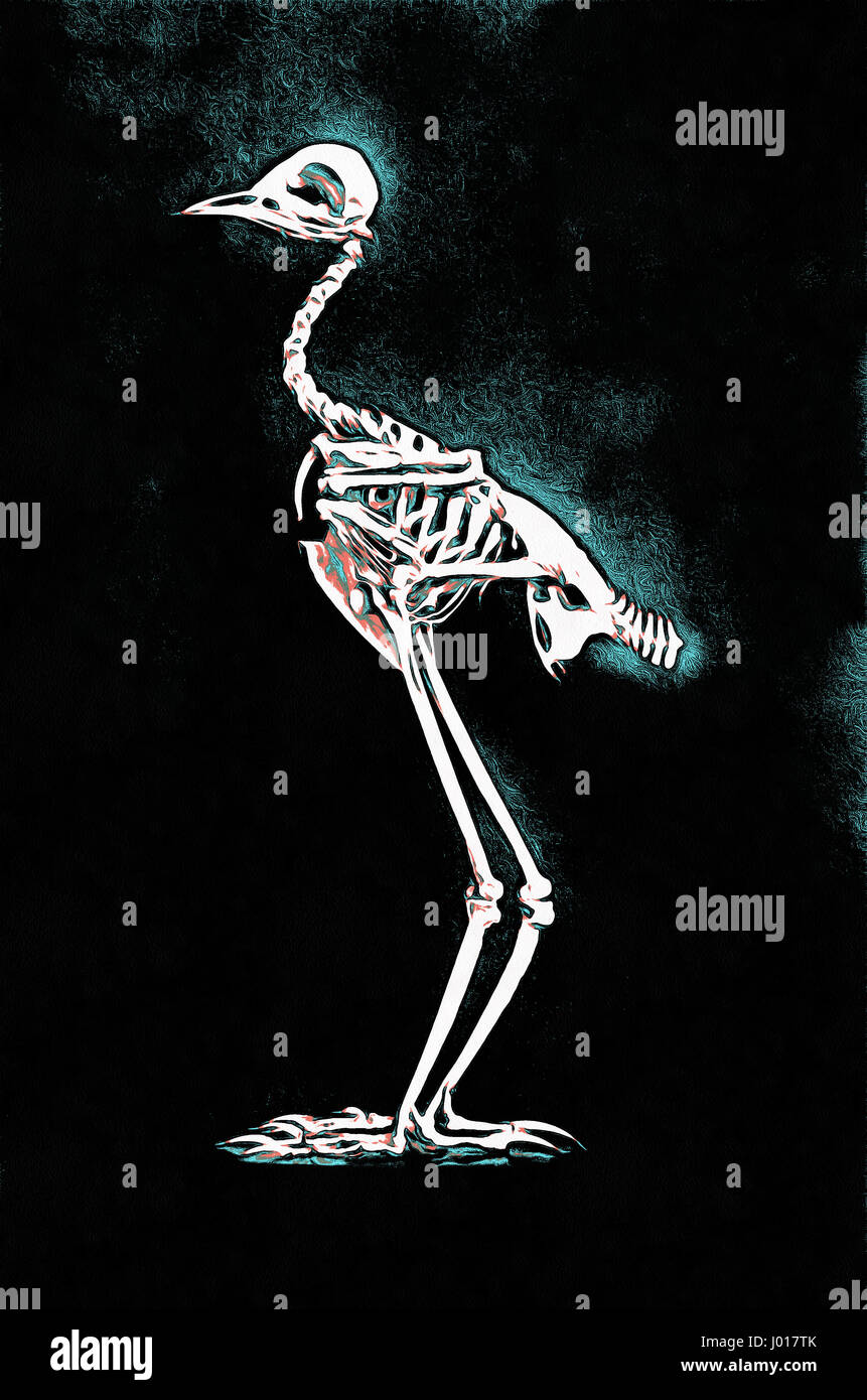 Bird Skeleton Images High Resolution Stock Photography and Images - Alamy