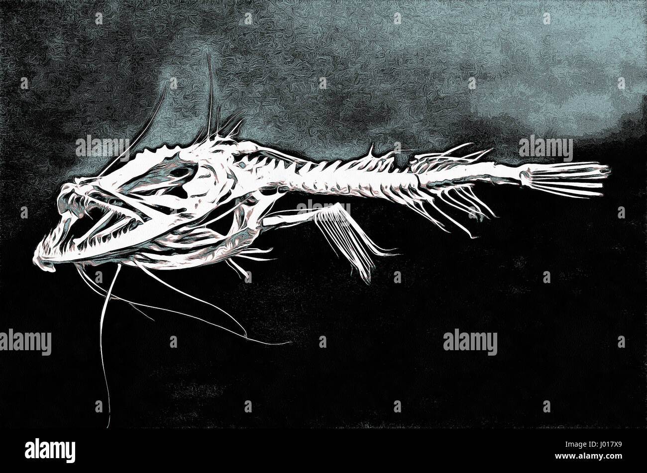 Skeleton monkfish hi-res stock photography and images - Alamy