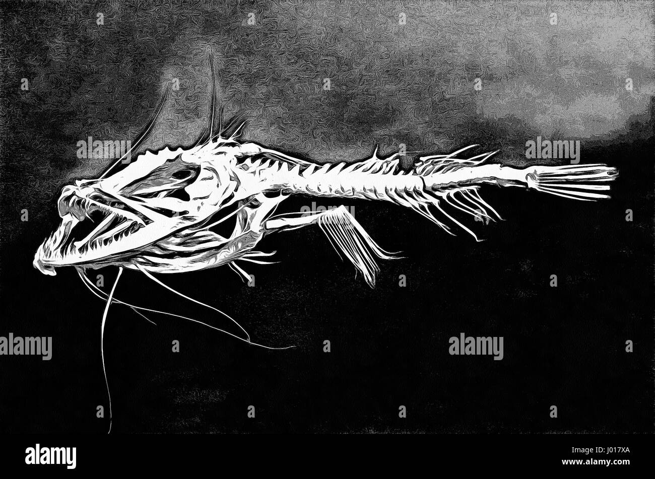 Monkfish skeleton hi-res stock photography and images - Alamy