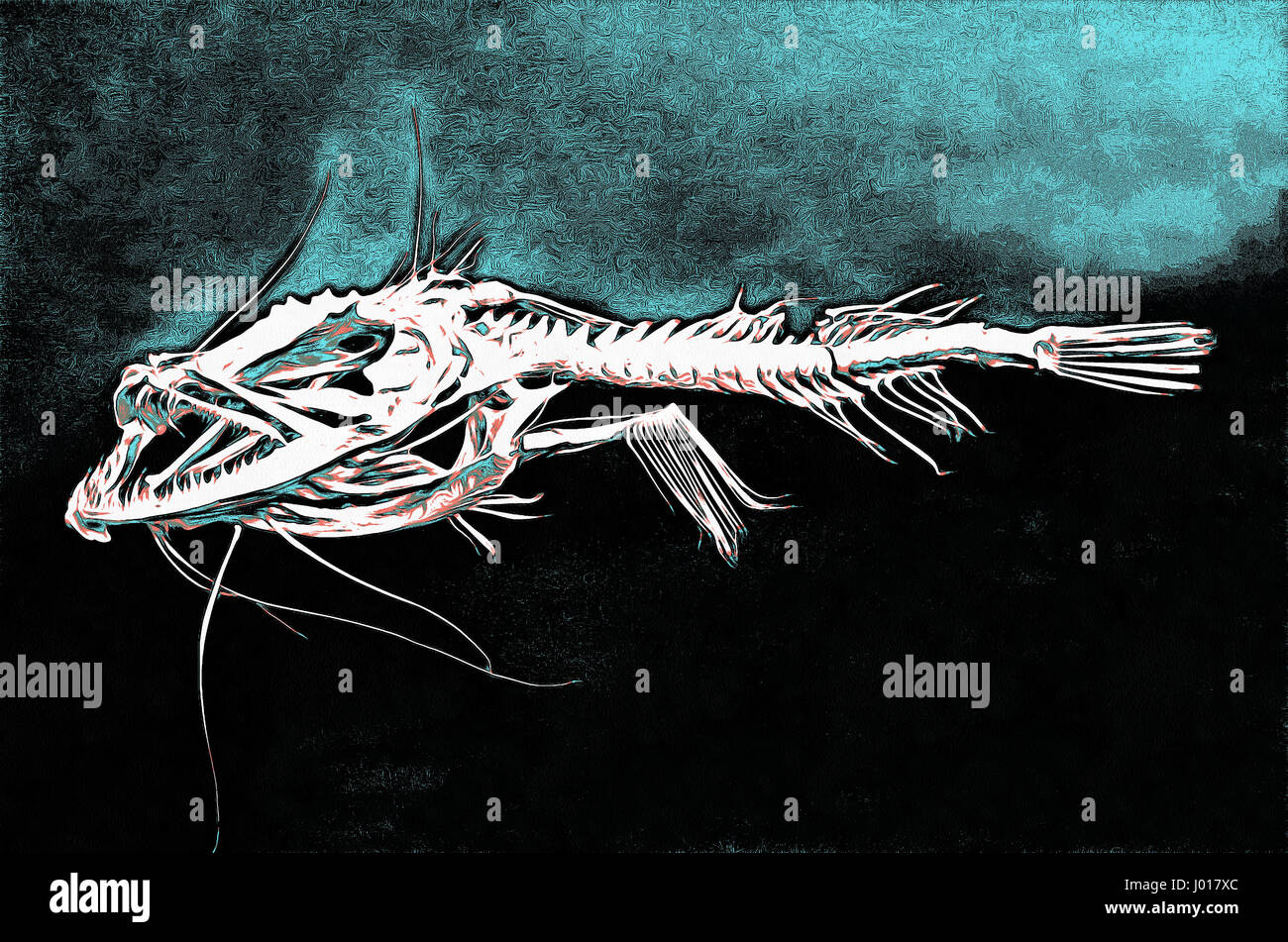 Skeleton monkfish hi-res stock photography and images - Alamy