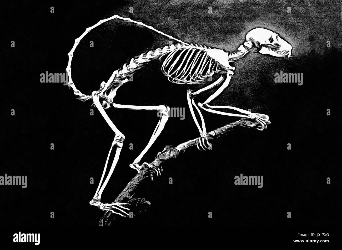 Skeleton lemur hi-res stock photography and images - Alamy