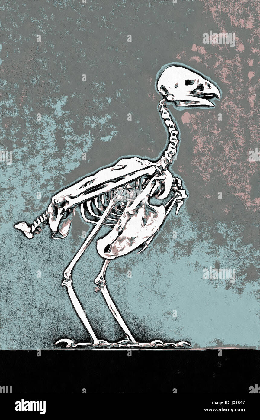 Skeleton goshawk hi-res stock photography and images - Alamy
