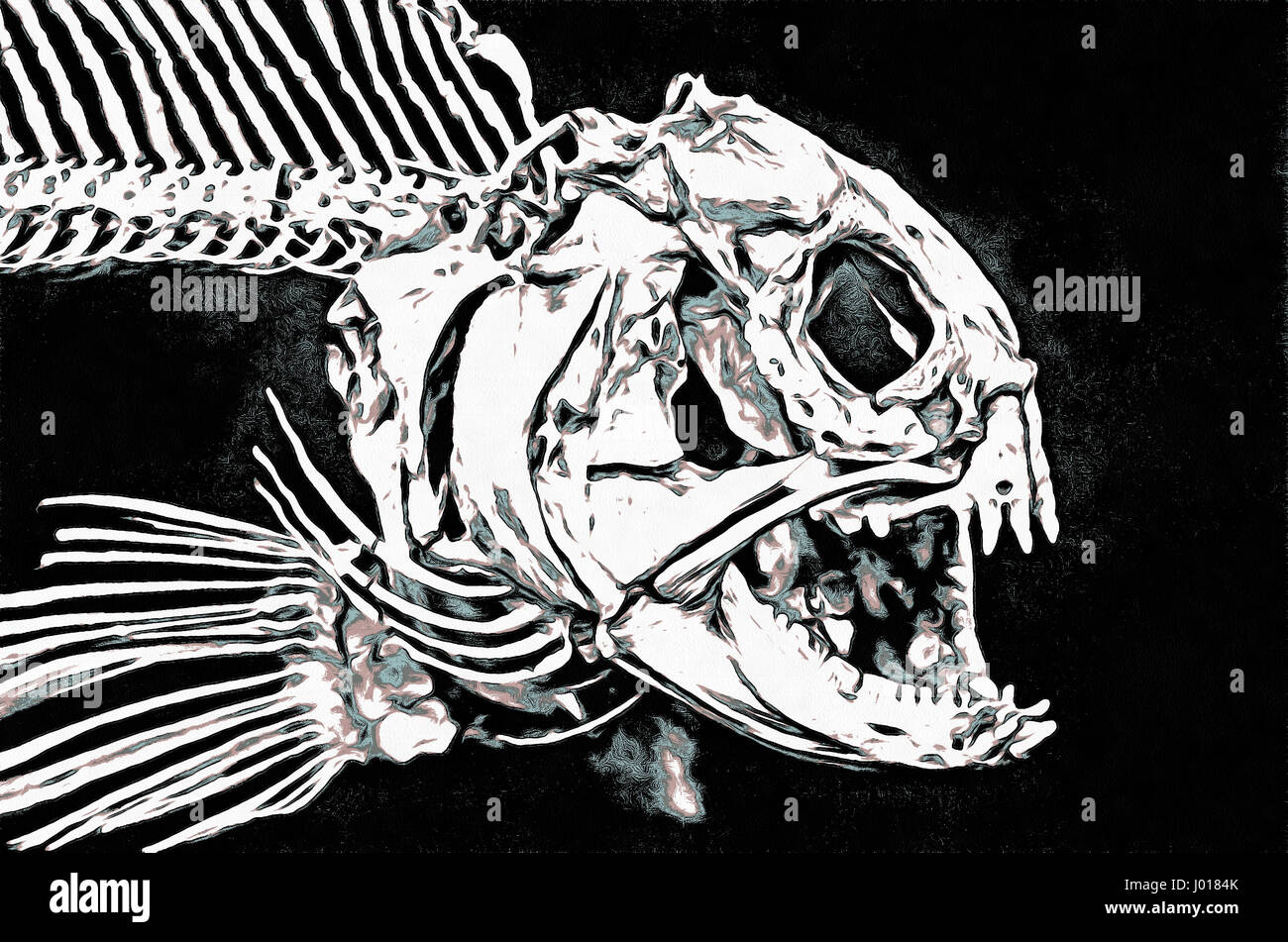 Catfish Skeleton