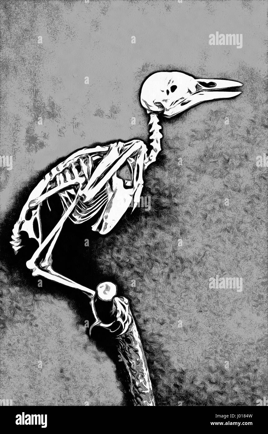 Jay skeleton (lat. Garrulus) - genus of birds of the family Corvidae ...