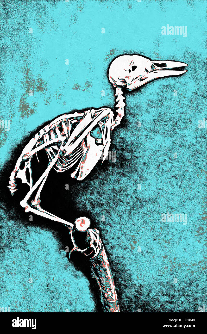 Jay skeleton (lat. Garrulus) - genus of birds of the family Corvidae ...