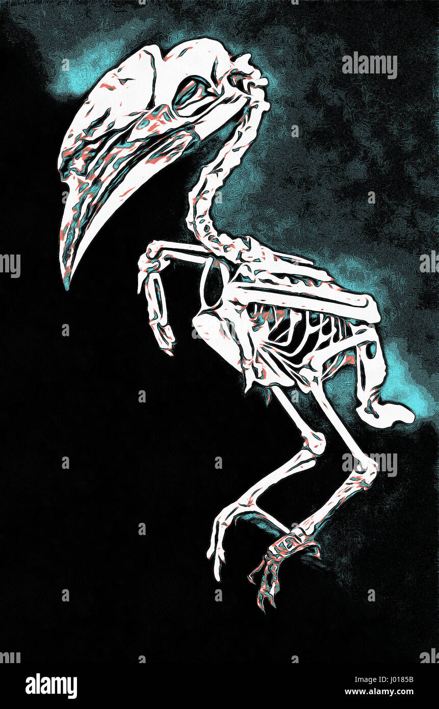 Skeleton hornbill hi-res stock photography and images - Alamy