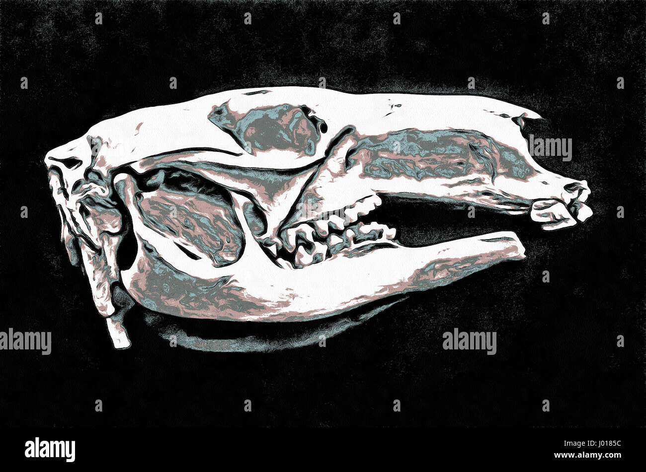 Kangaroo skull hi-res stock photography and images - Alamy