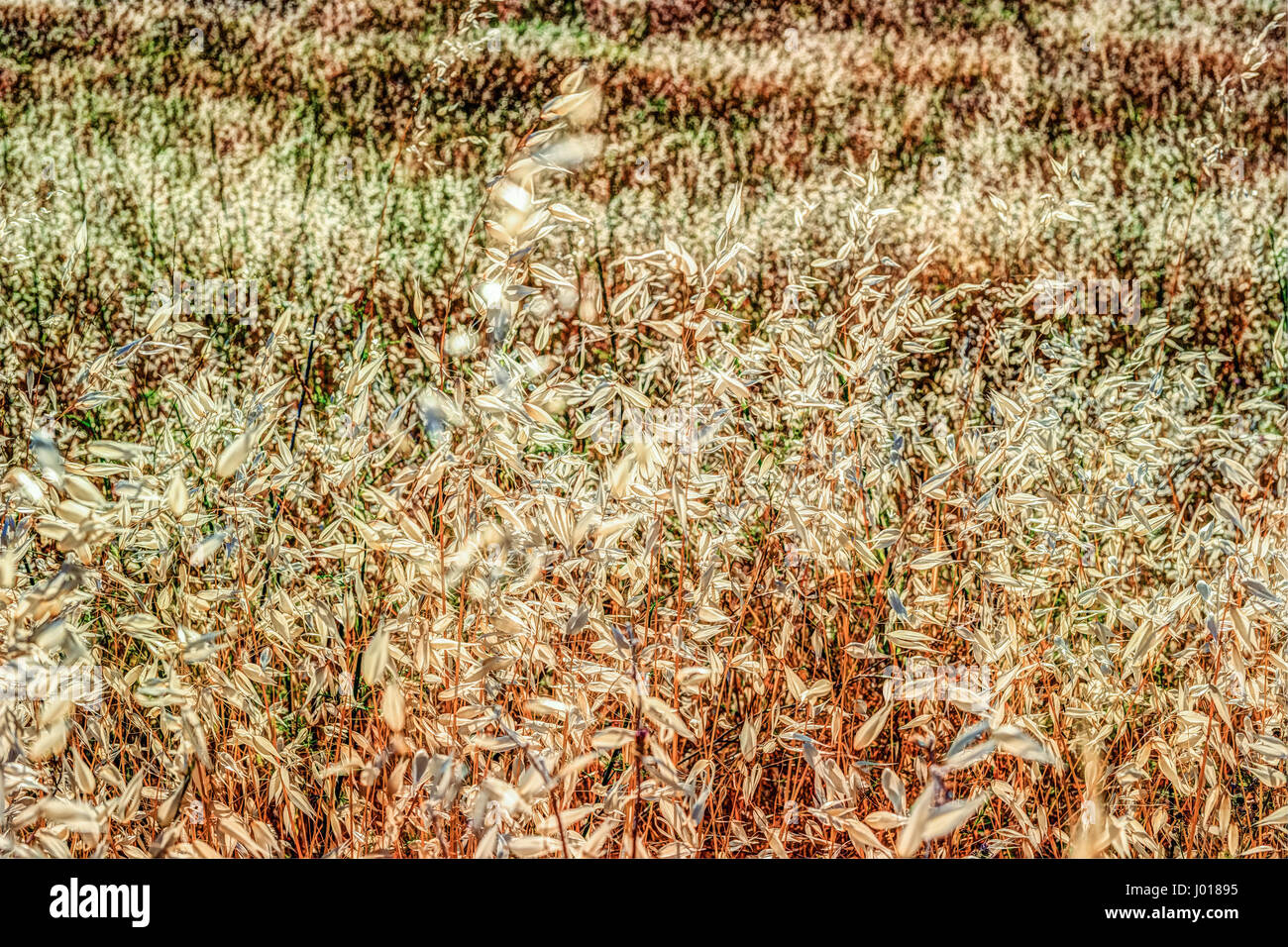 Autumn grass and wildflower background Stock Photo - Alamy