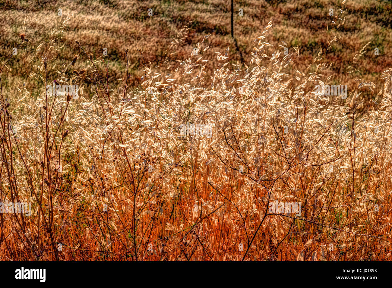 Autumn grass and wildflower background Stock Photo - Alamy