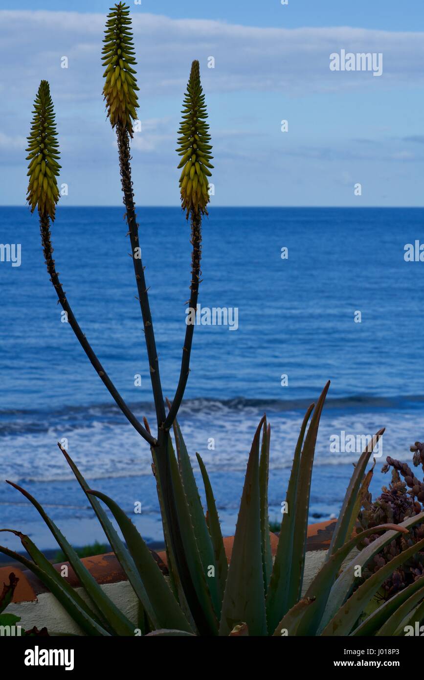 Aloe wood hi-res stock photography and images - Alamy