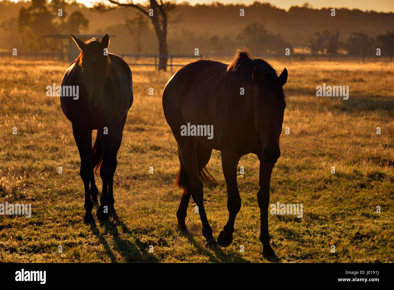 Race_horses Stock Photos & Race_horses Stock Images - Alamy