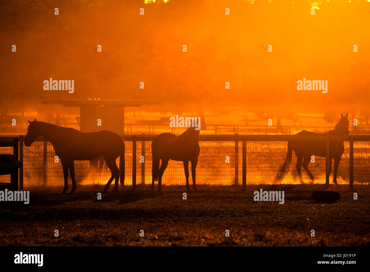 Thoroughbred race horses in training at a stud farm Stock Photo - Alamy