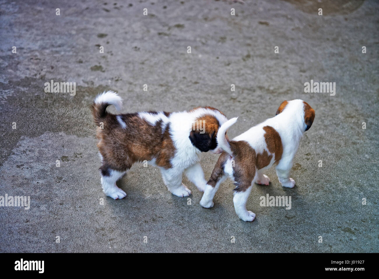 Little Saint Bernard puppies playing in breeding kennel, Martigny ...
