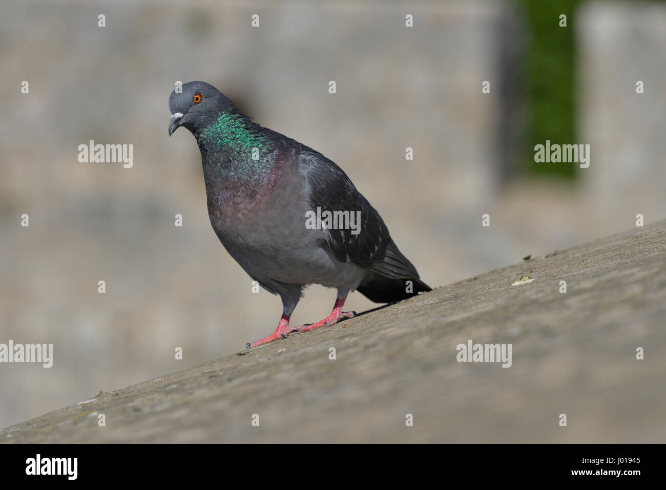 Common dovecote pigeon hi-res stock photography and images - Alamy