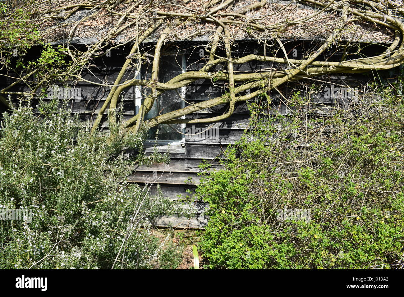 Timber cladding with old window, climbing wisteria plant and shurbs ...