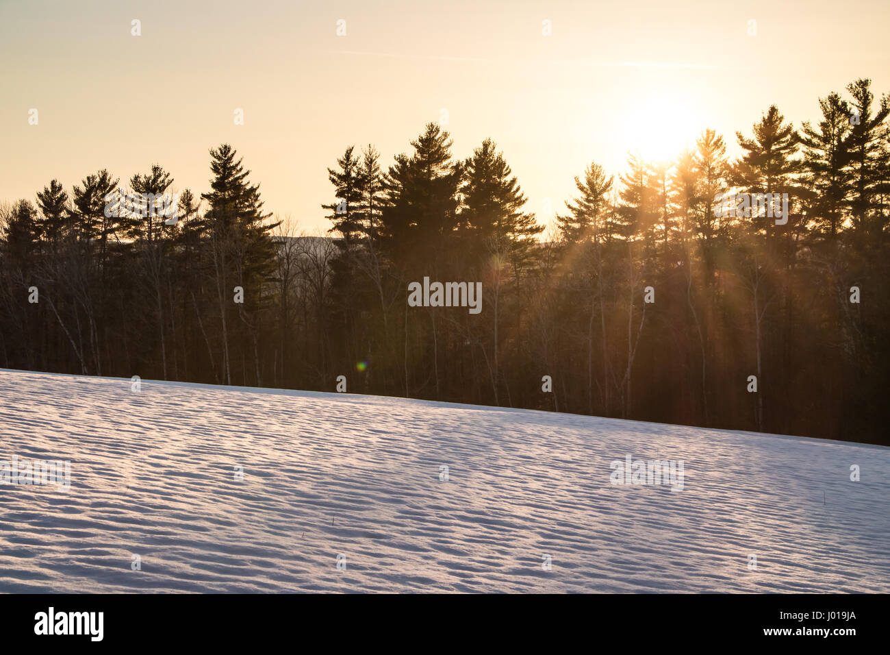 Sun Shining Through Pine Trees Behind Snowy Field Stock Photo - Alamy