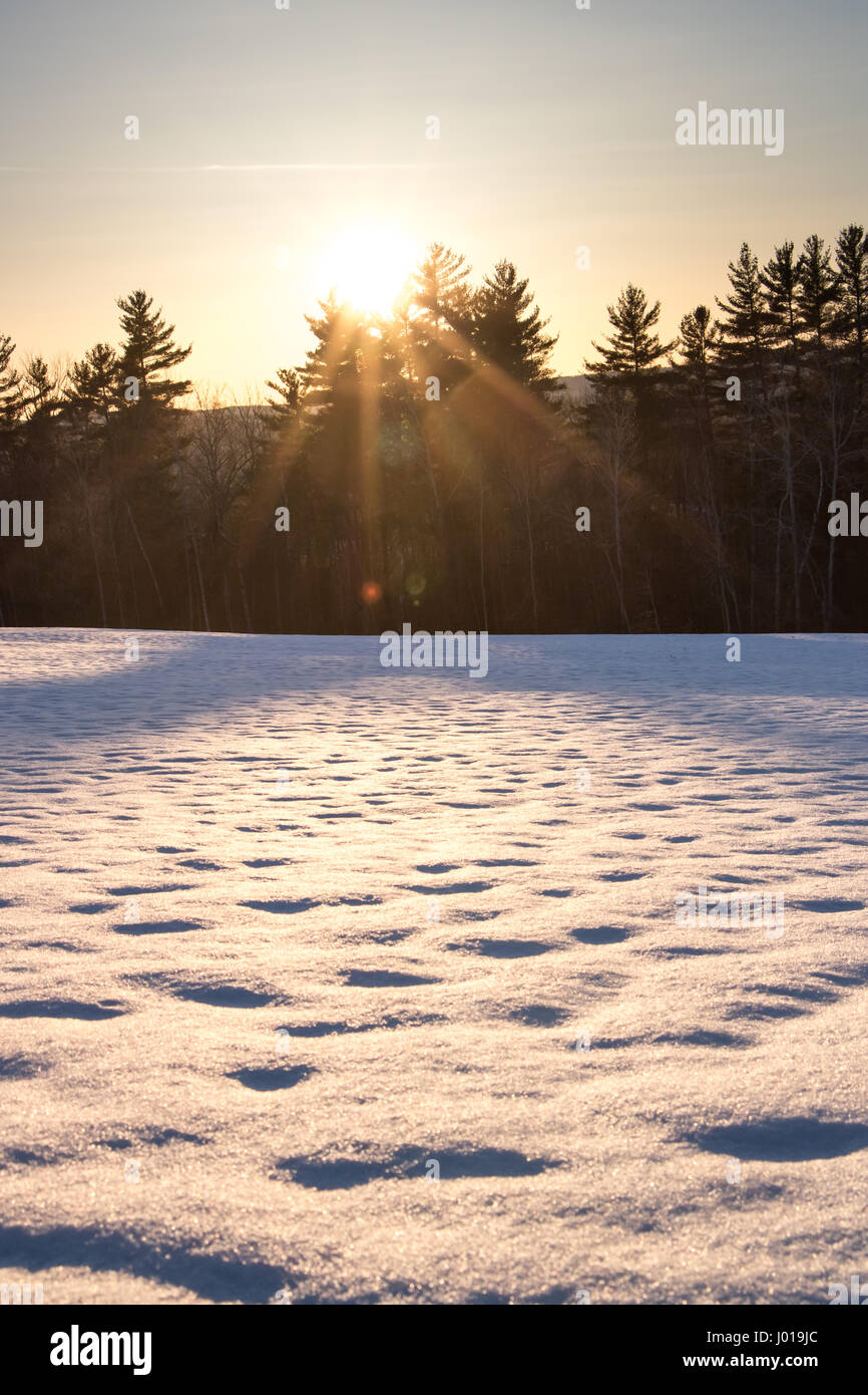 Sun shining through pine trees hi-res stock photography and images - Alamy