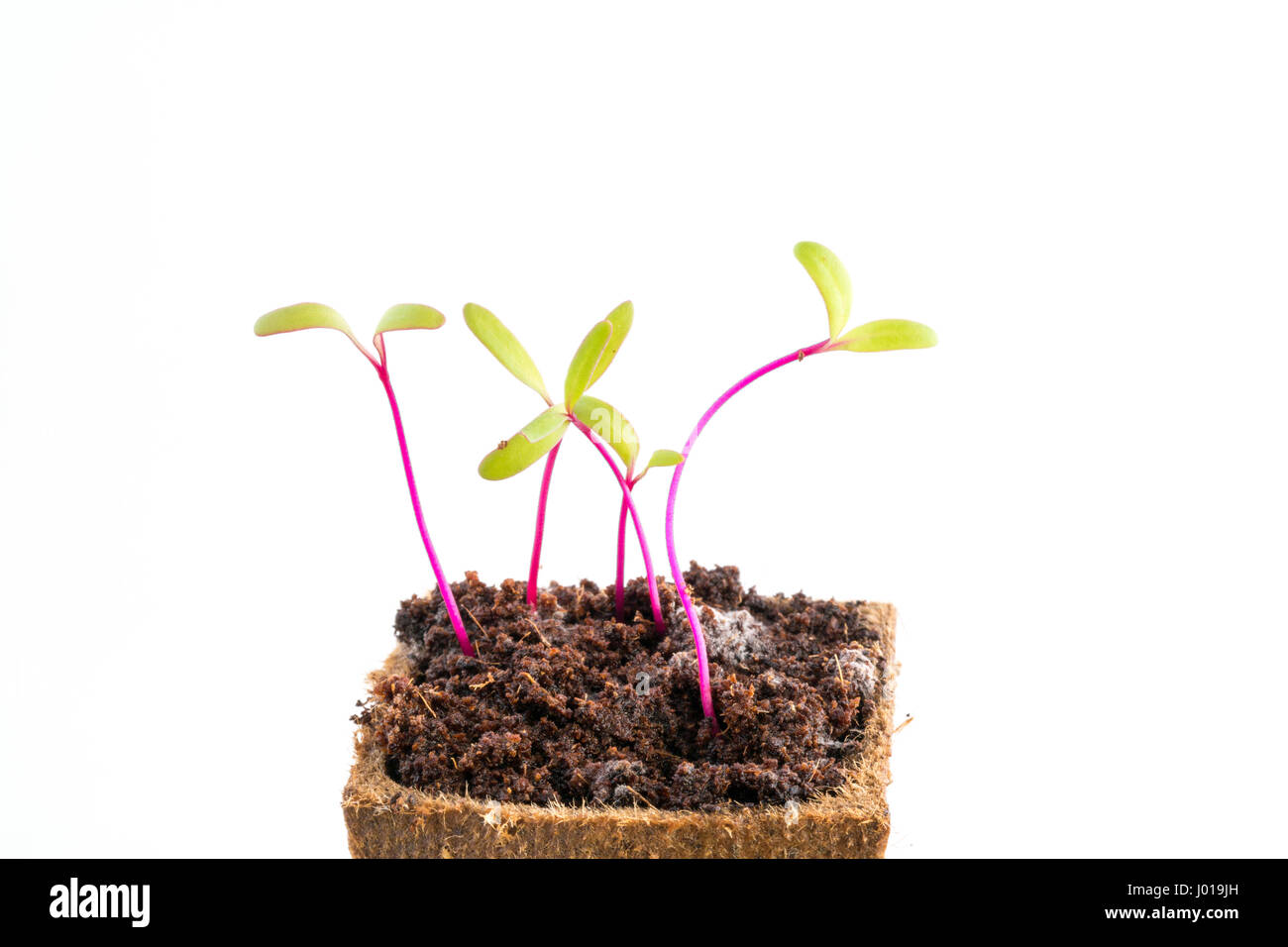 Beetroot seedling hi-res stock photography and images - Alamy