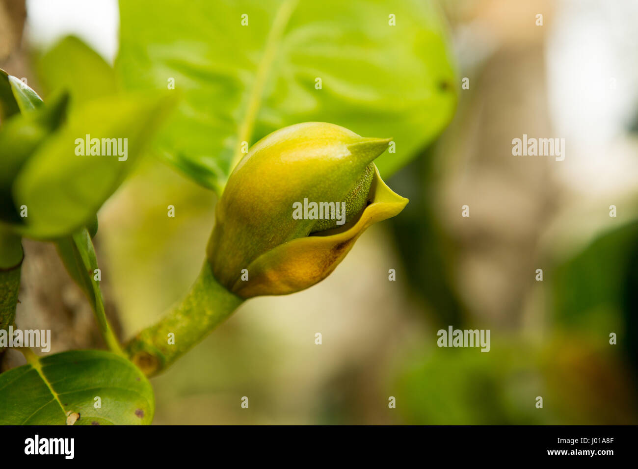 a small fruit of the durian grows on a tree Stock Photo - Alamy