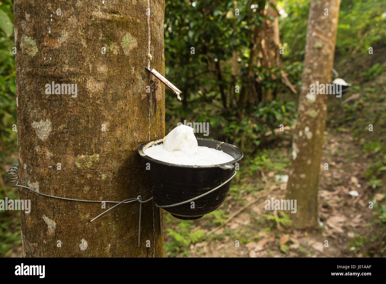 Rubber production in india hi-res stock photography and images - Alamy