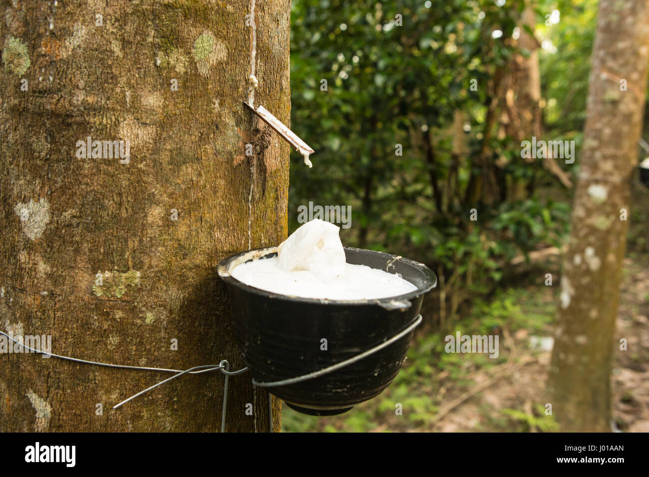 India rubber juice hi-res stock photography and images - Alamy
