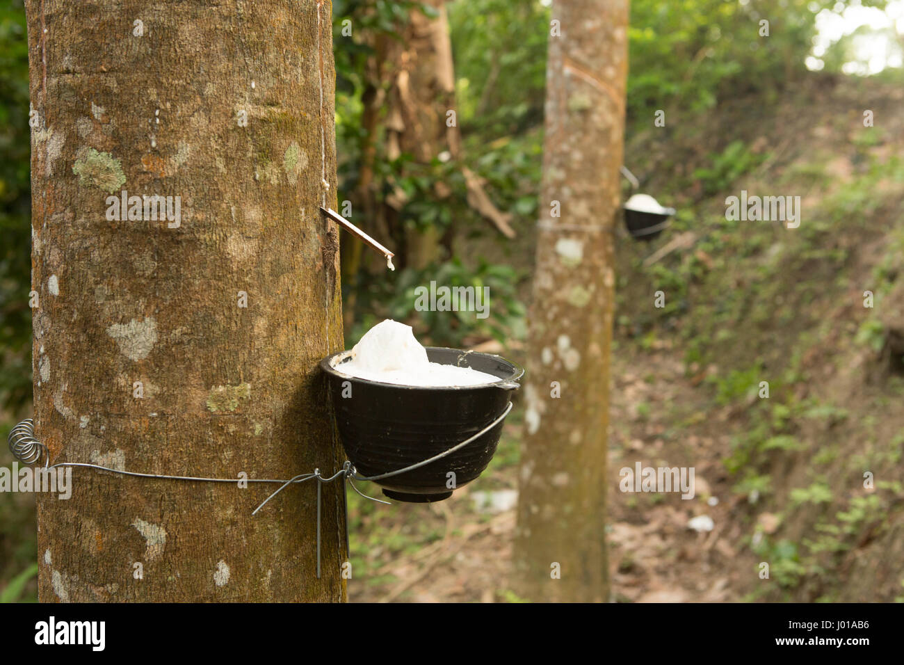 juice of rubber trees to collect in the cups for the production of ...