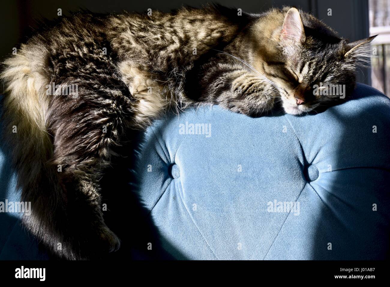 Sleeping on arm hi-res stock photography and images - Alamy