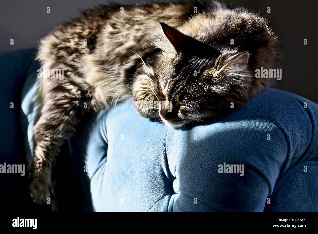 Cat (Felis catus) sleeping on the arm rest of couch Stock Photo - Alamy