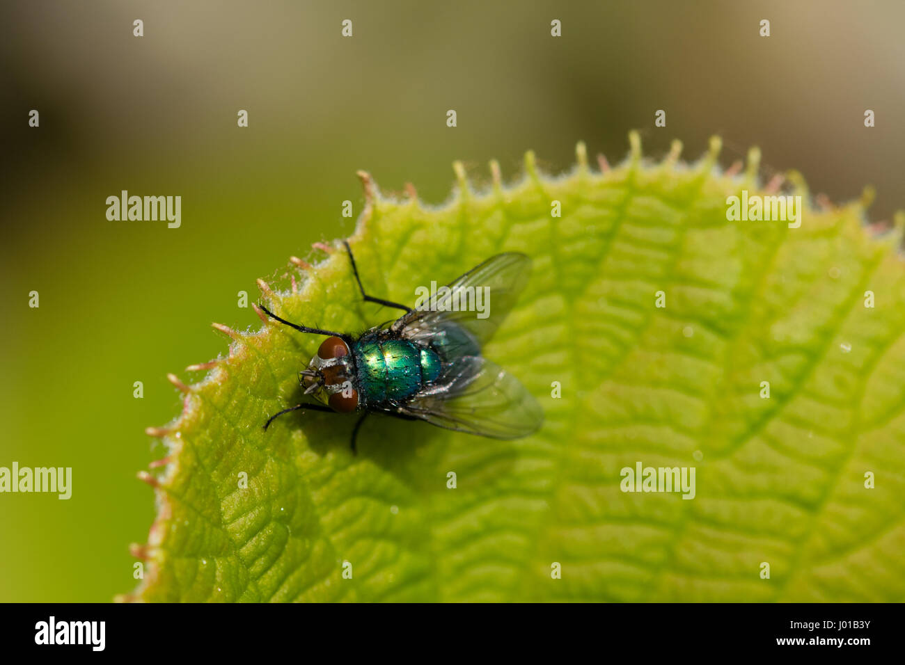 Green bluebottle fly with dew water droplets on body hair warming up in ...