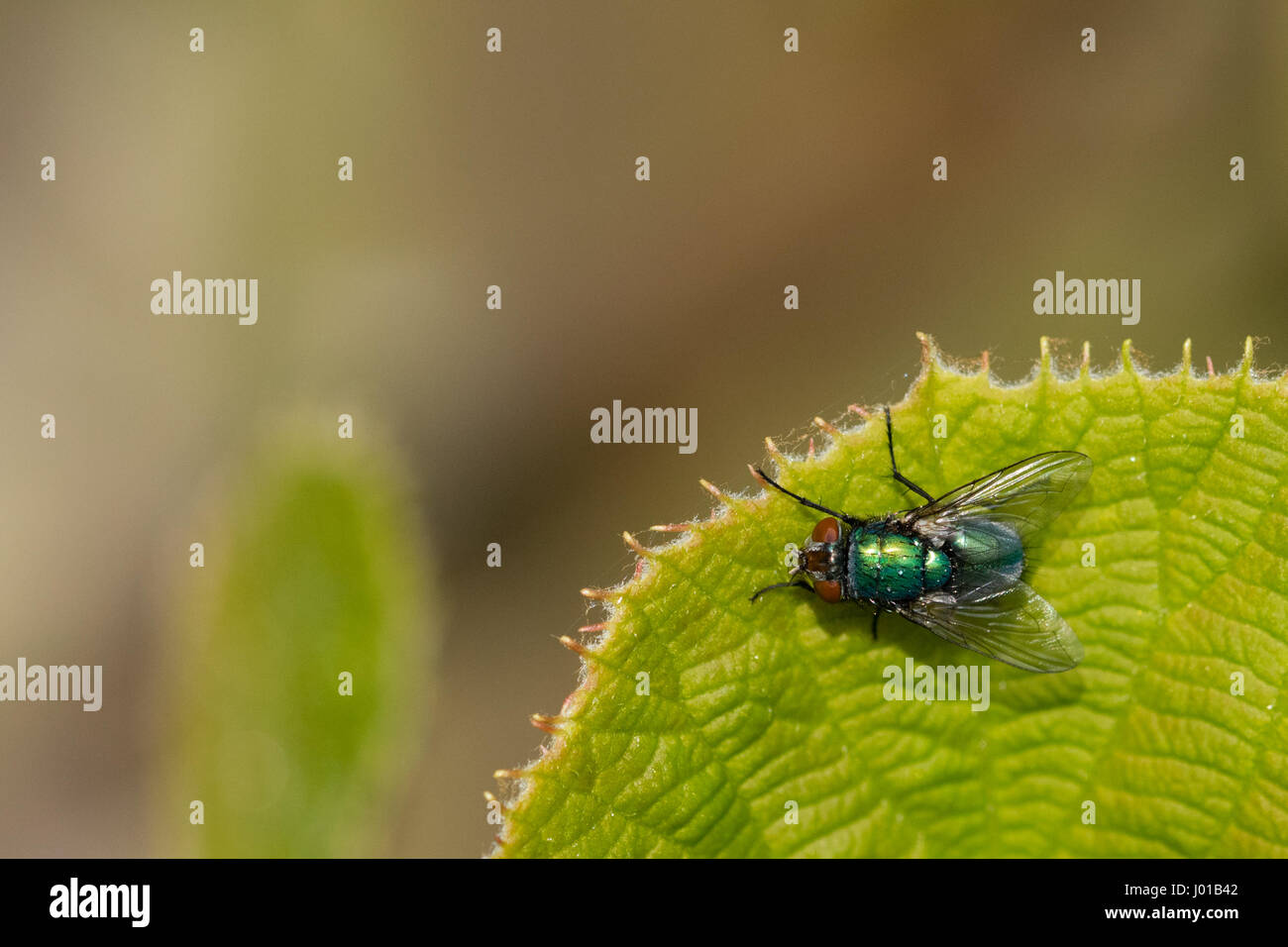 Green bluebottle fly with dew water droplets on body hair warming up in ...