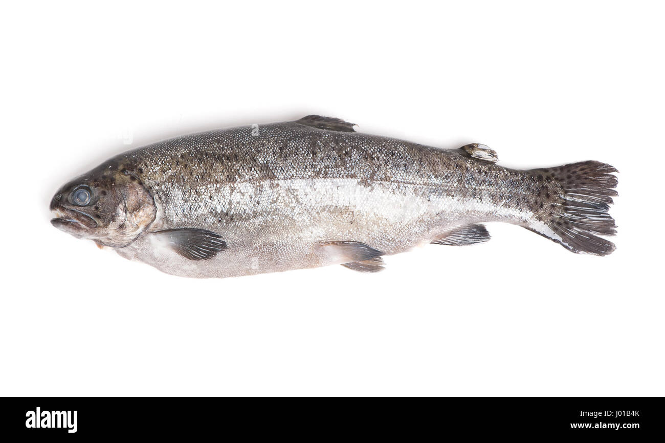 Gutted trout isolated on white background Stock Photo - Alamy
