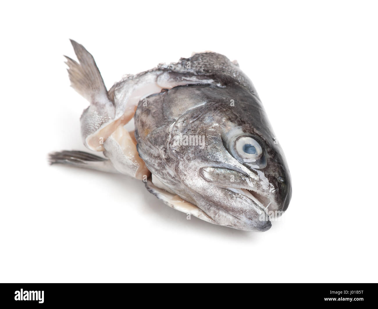 Head of trout fish isolated on white background Stock Photo - Alamy