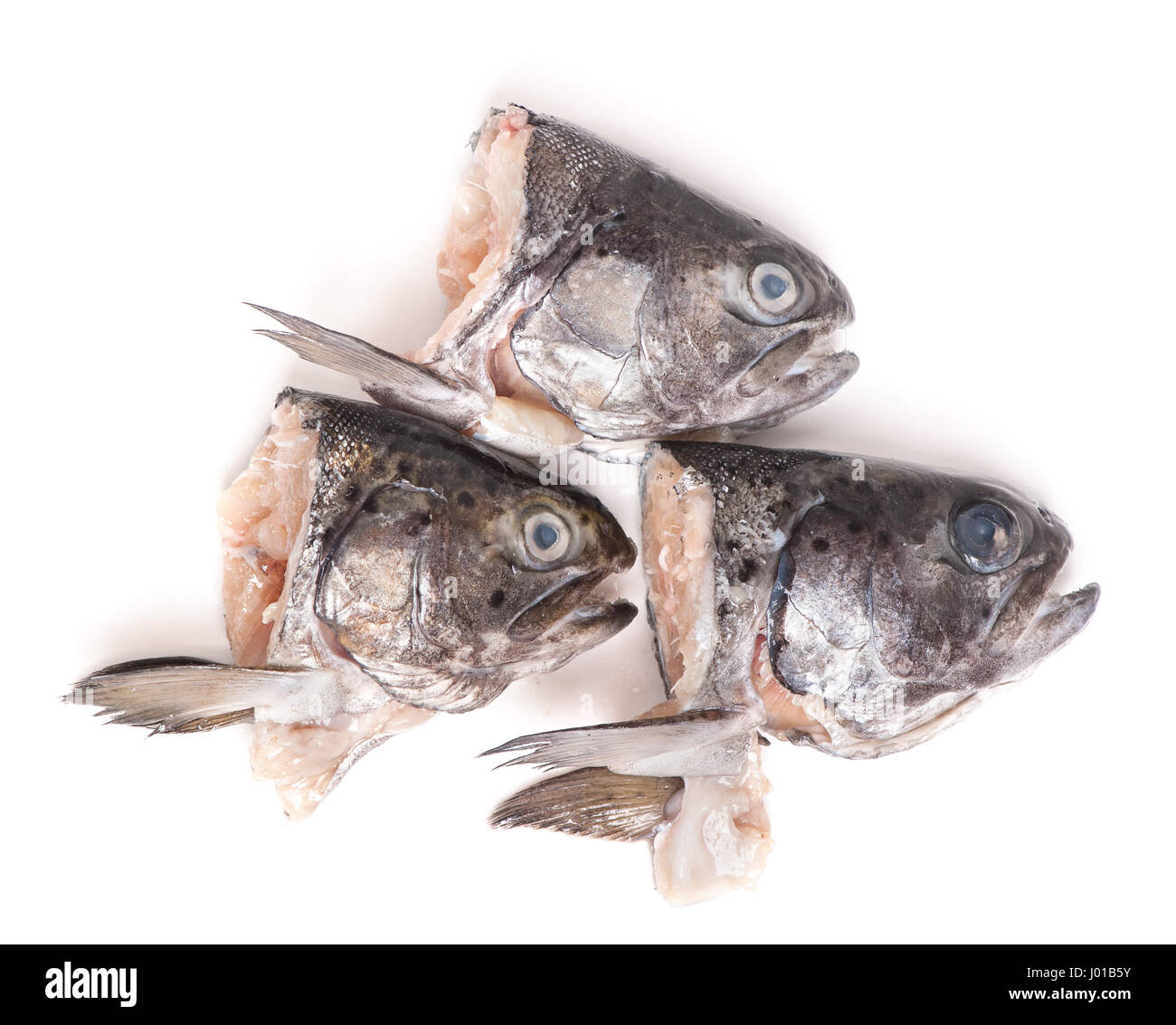 Heads of trout fish isolated on white background Stock Photo - Alamy