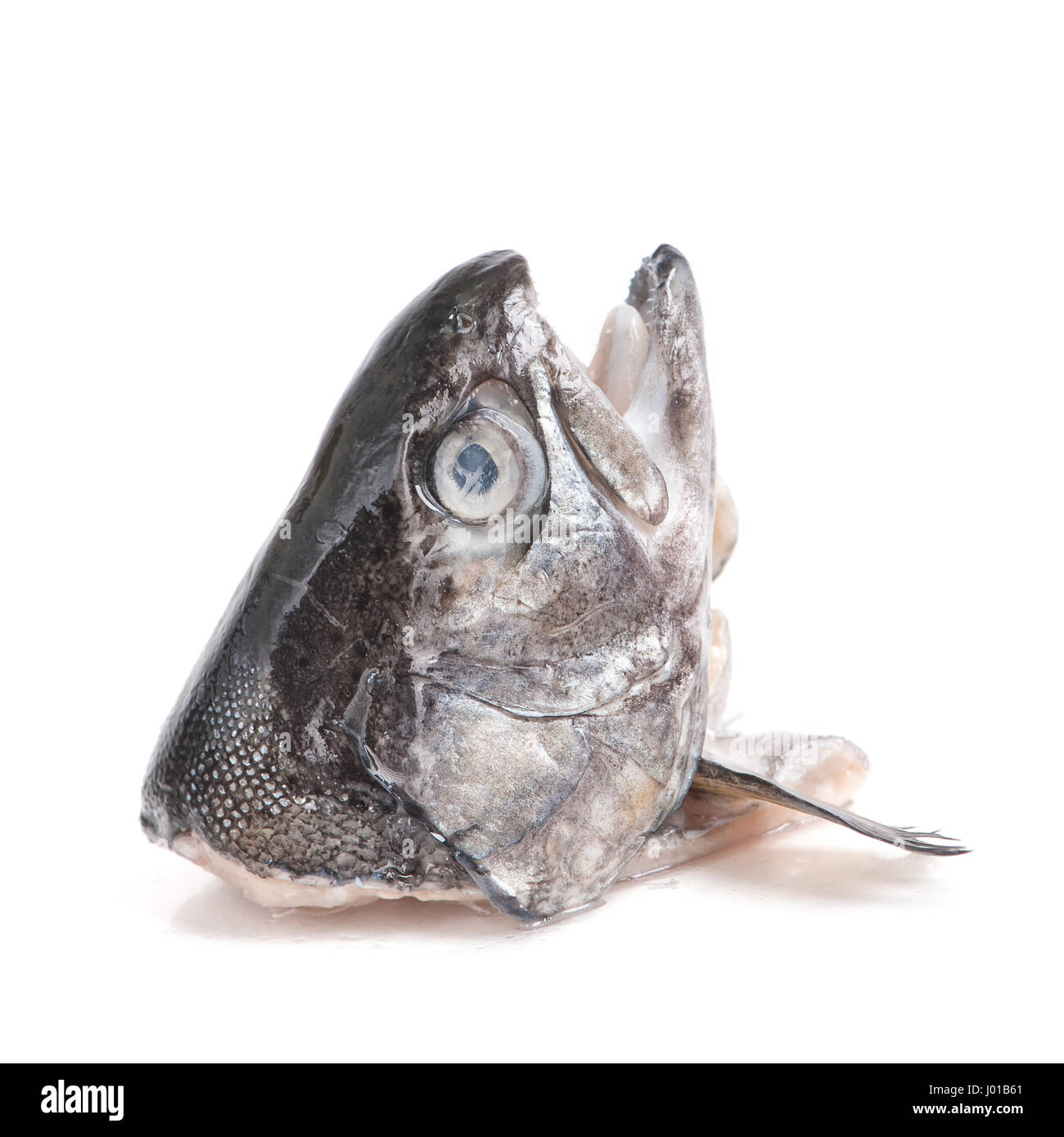 Head of trout fish isolated on white background Stock Photo - Alamy