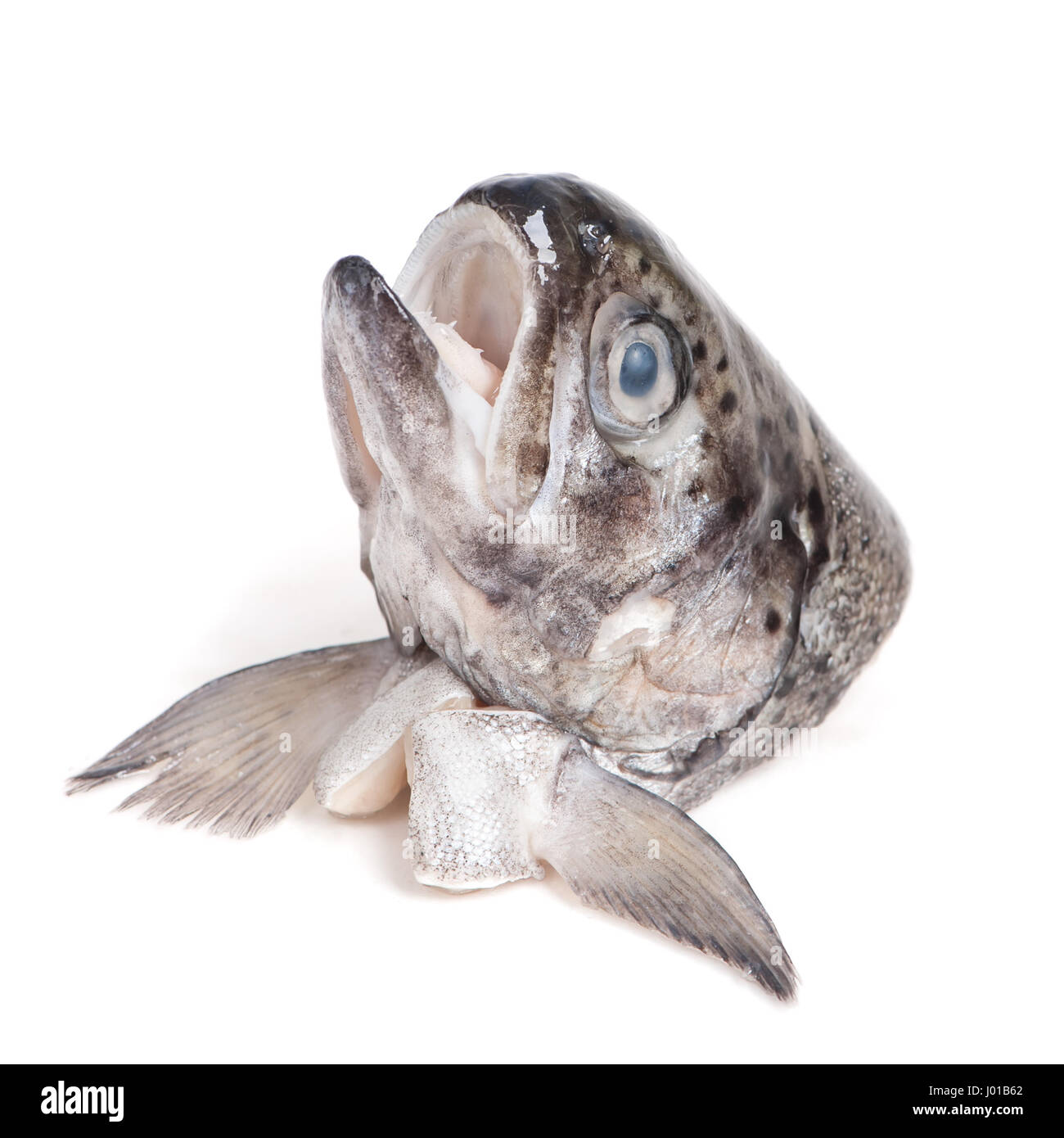 Head of trout fish isolated on white background Stock Photo - Alamy
