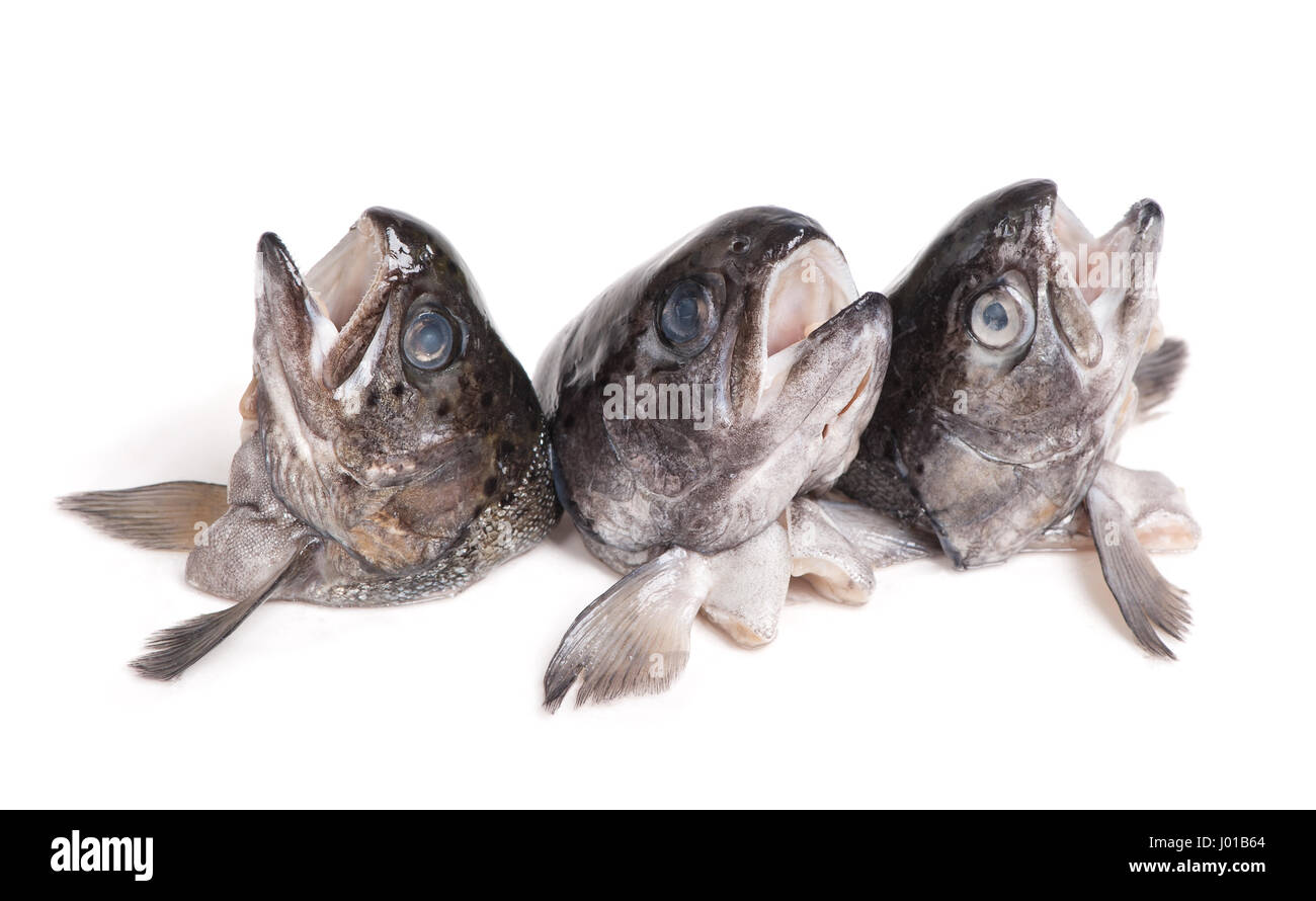 Heads of trout fish isolated on white background Stock Photo - Alamy