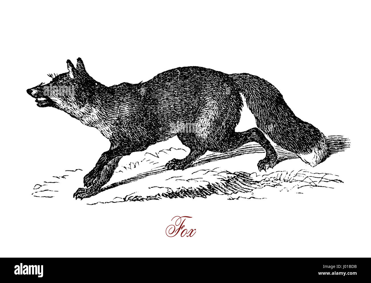 Killer fox hi-res stock photography and images - Alamy